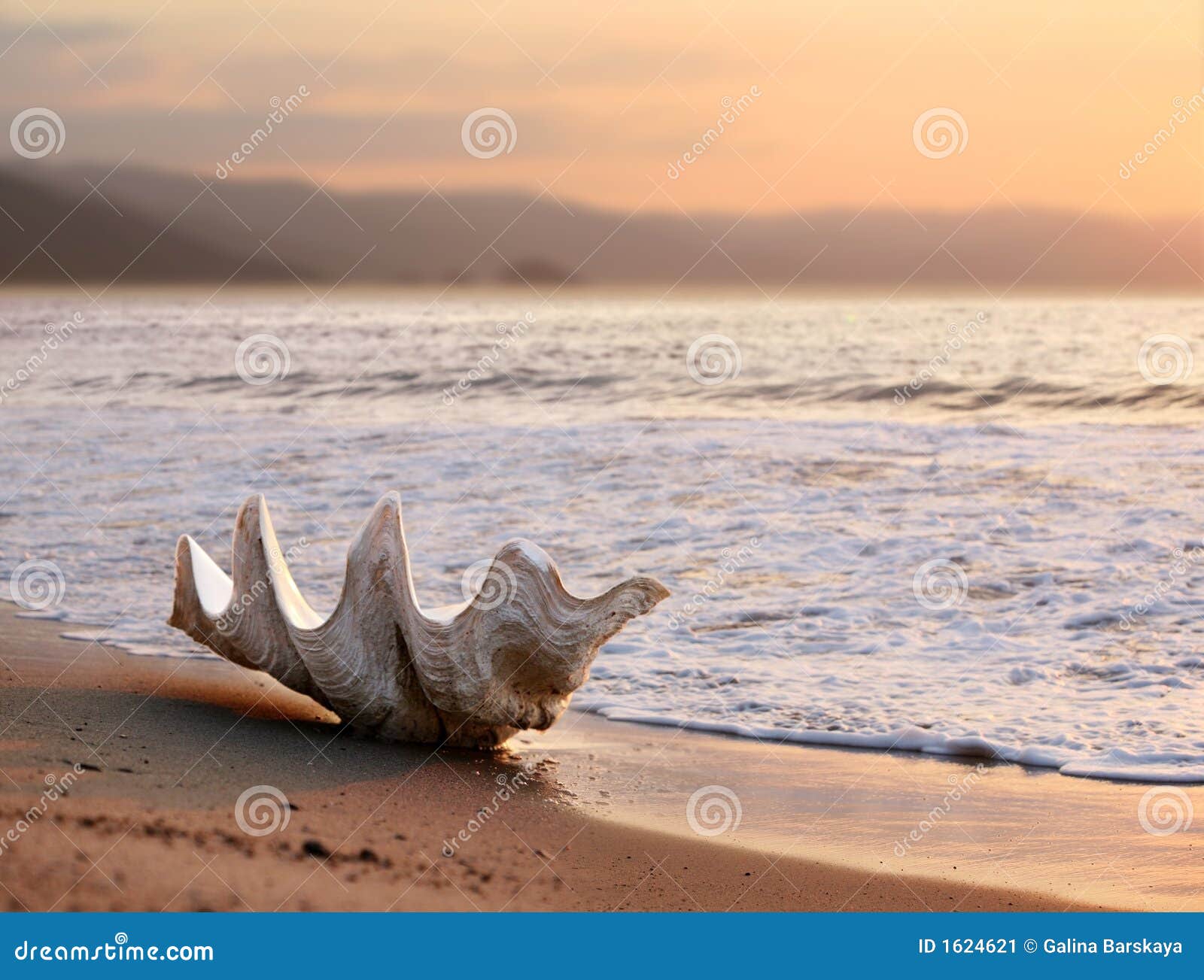 Seashell on the beach stock image. Image of life, surf - 1624621