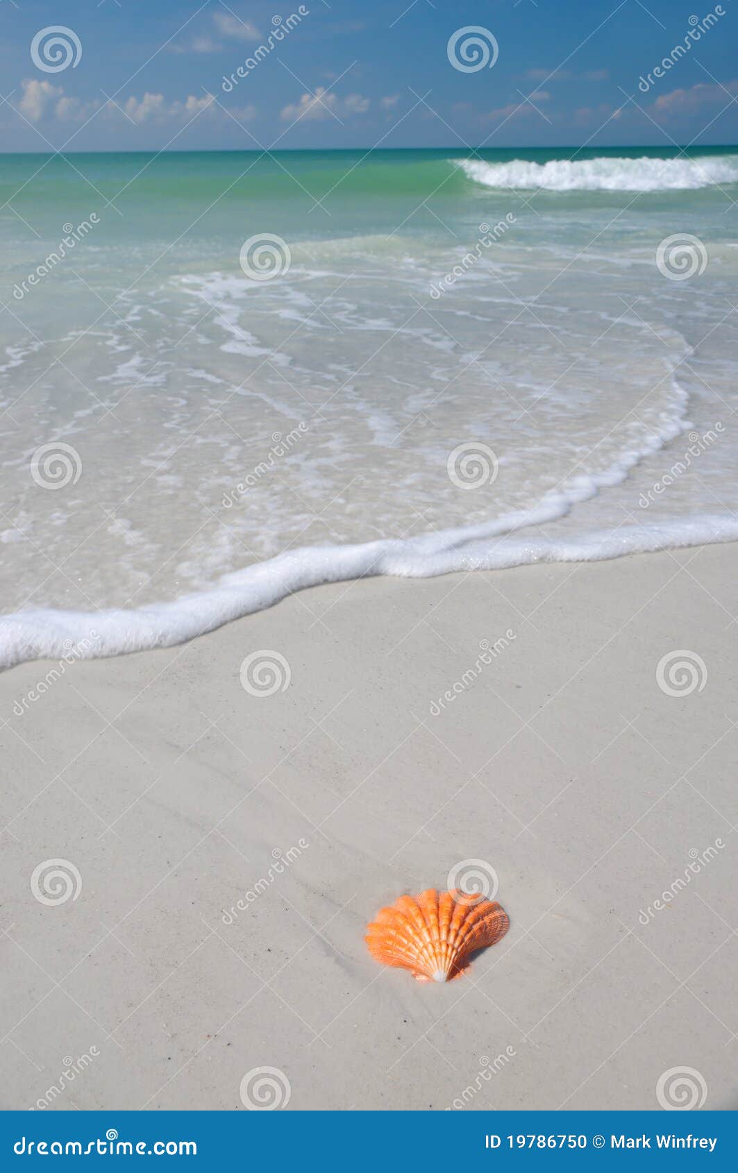 SeaShell on the Beach stock photo. Image of climate, coastline - 19786750