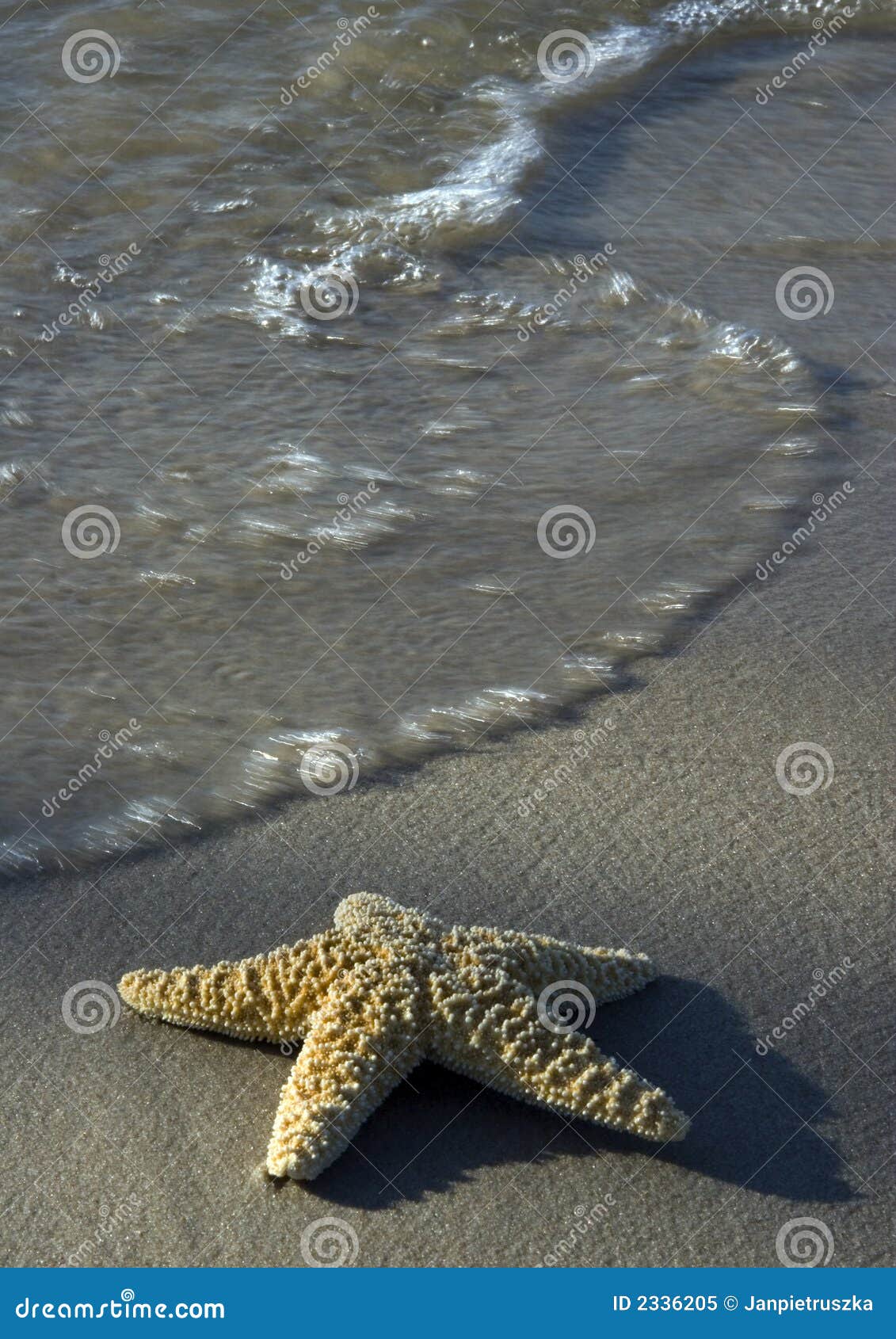 Seashell on the beach stock image. Image of relaxing, sands - 2336205