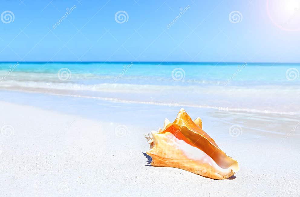 Seashell on beach stock image. Image of laps, tranquil - 23819821