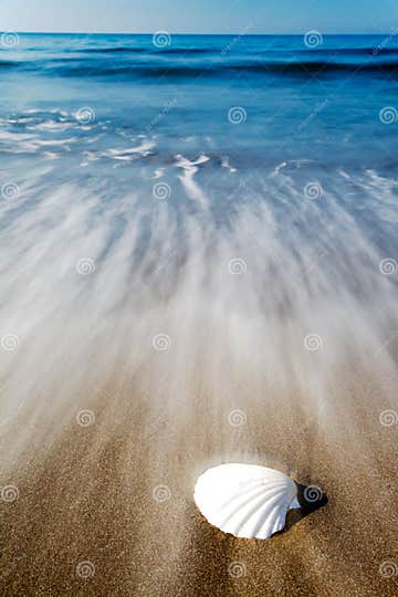 Seashell on a beach stock photo. Image of shore, coast - 6283936