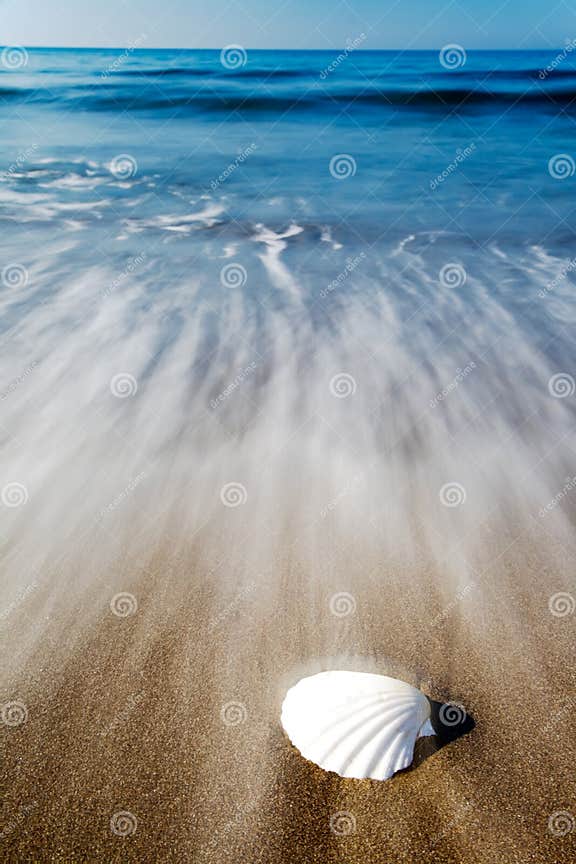Seashell on a beach stock photo. Image of shore, coast - 6283936