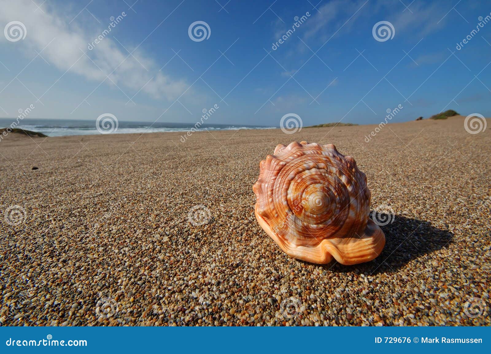 Seashell on the beach stock photo. Image of conch, shoreline - 729676