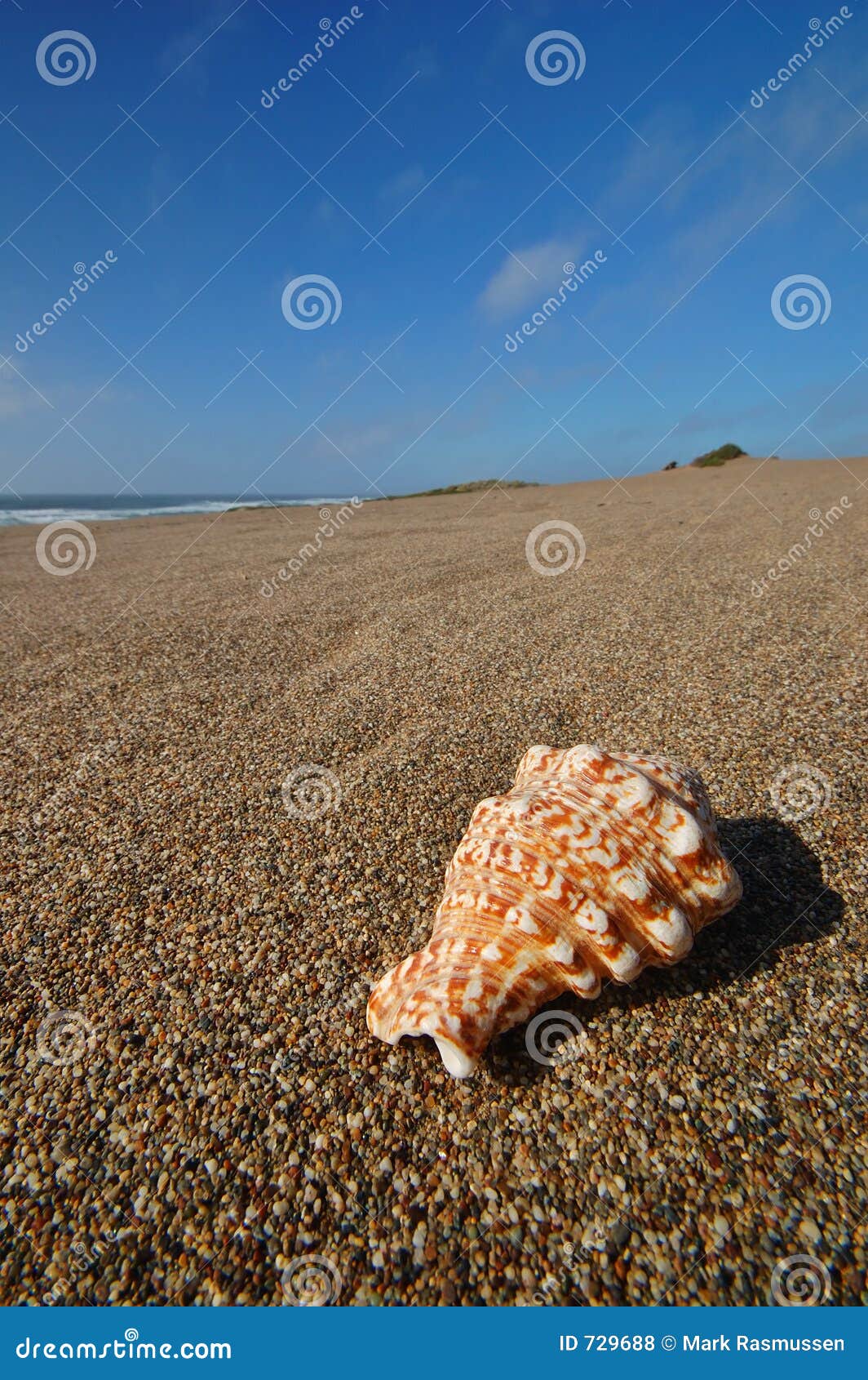 Seashell on the beach stock photo. Image of ashore, tropical - 729688