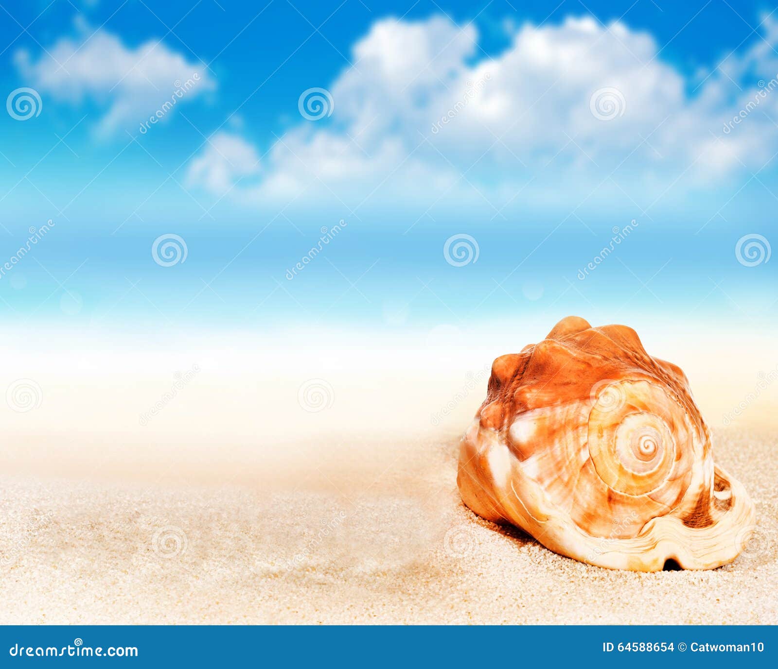 Seashell on the Beach Against Blue Sky Stock Photo - Image of ...