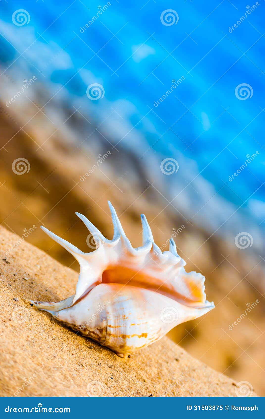 Seashell on the beach stock image. Image of riviera, seacoast - 31503875