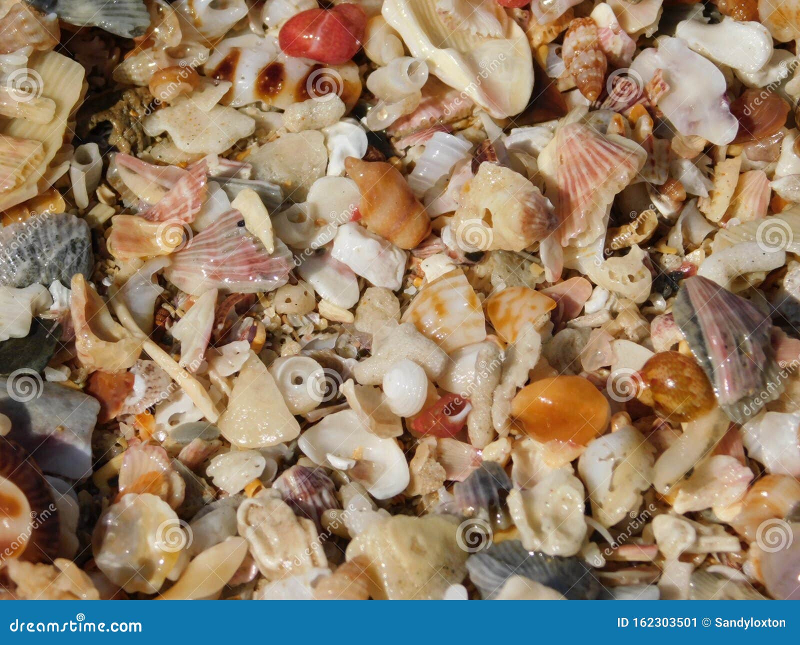 A Seashell Beach with Broken and Miniature Shells Stock Image - Image ...