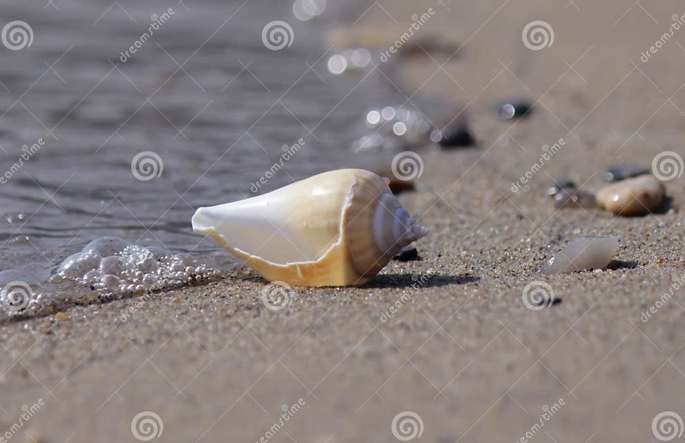 Seashell on the beach stock photo. Image of nature, summer - 96013140