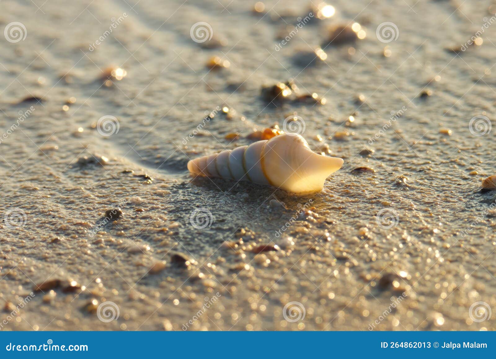 Seashell on the Beach. Seashell Closeup. Stock Image - Image of ocean ...