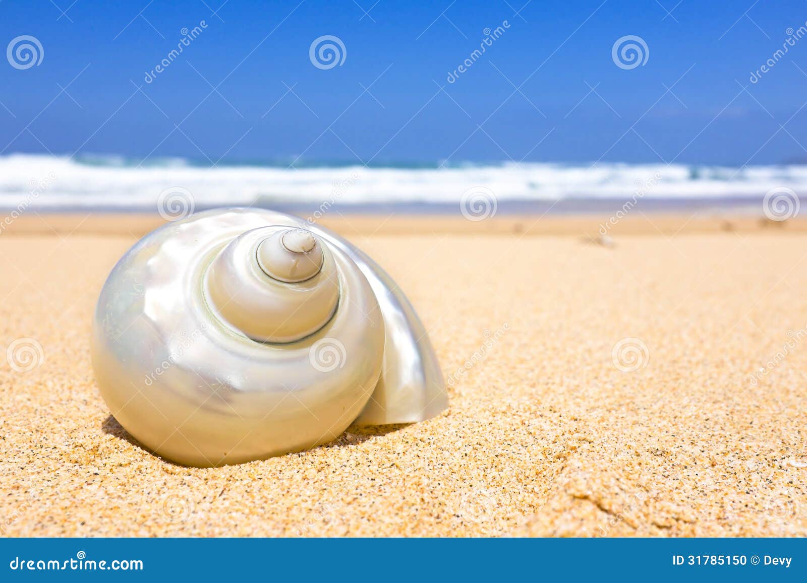 Seashell at the beach stock photo. Image of sand, nature - 31785150