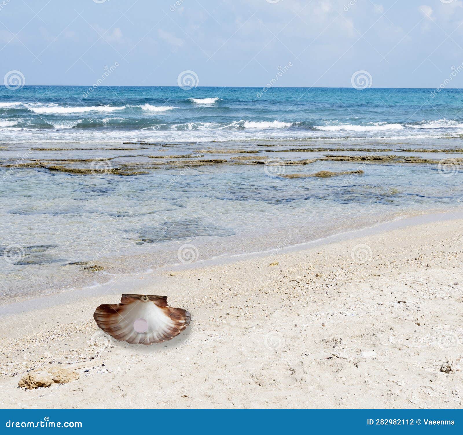 A Seashell on a Beach of Sea Stock Photo - Image of calcite, sand ...