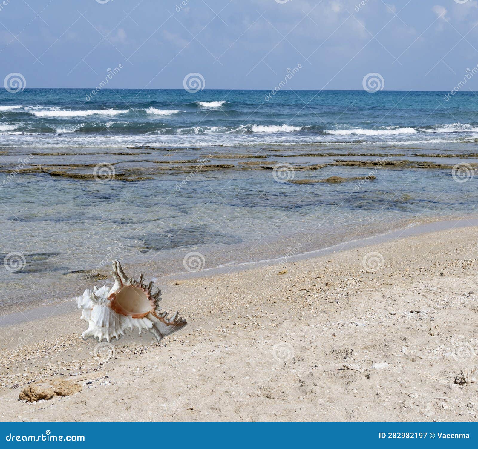 A Seashell on a Beach of Sea Stock Image - Image of seashell, animal ...