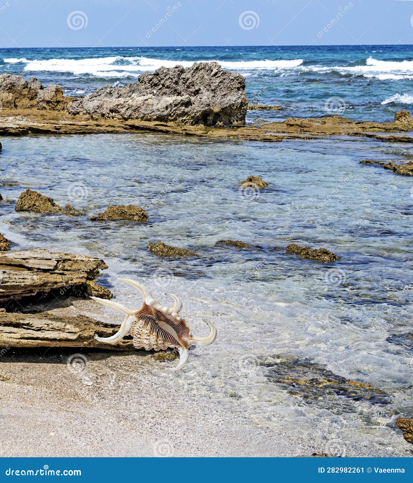 A Seashell on a Beach of Sea Stock Image - Image of foam, invertebrate ...