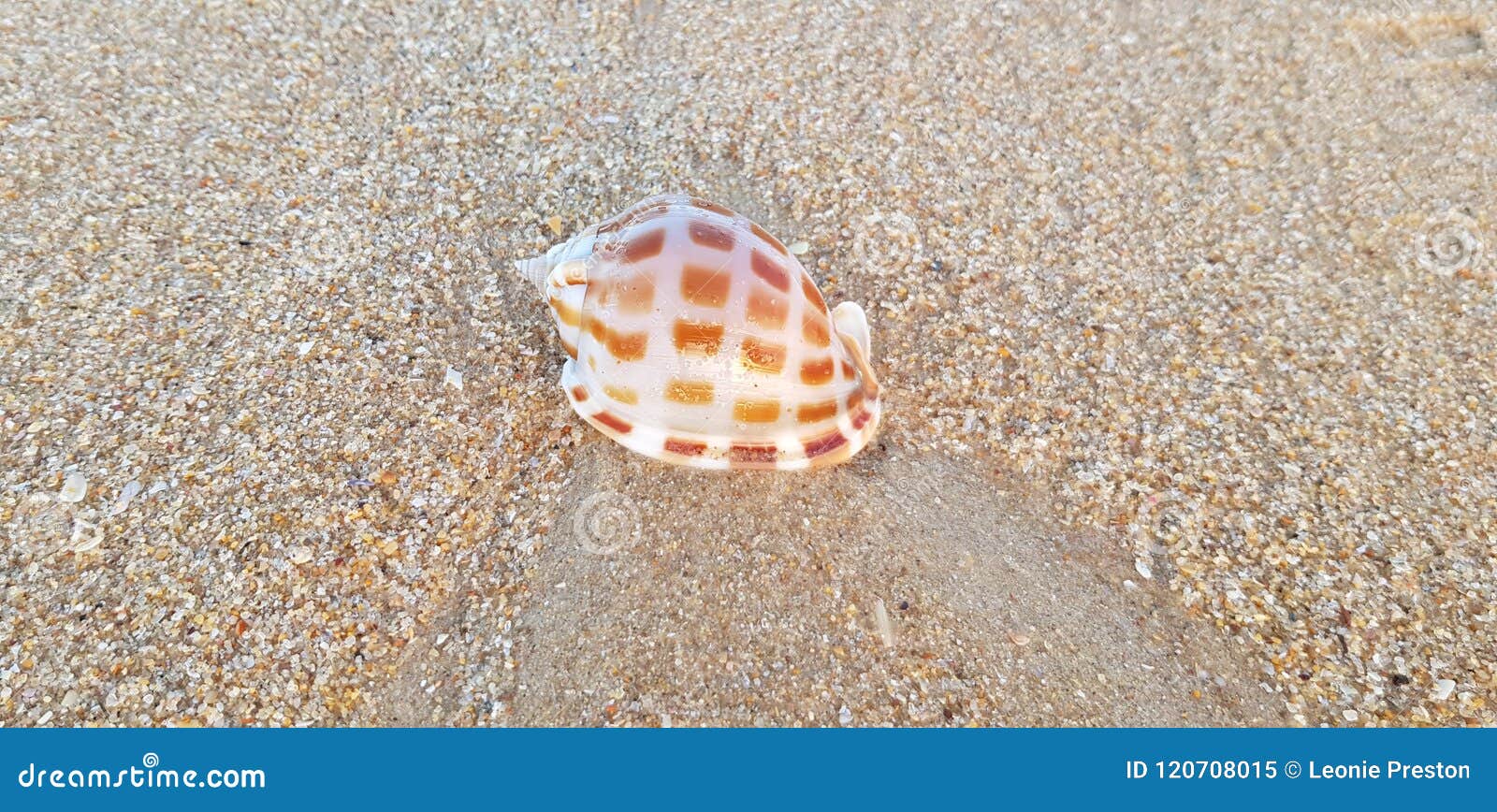 Seashell stock image. Image of ocean, shell, sand, seashell - 120708015