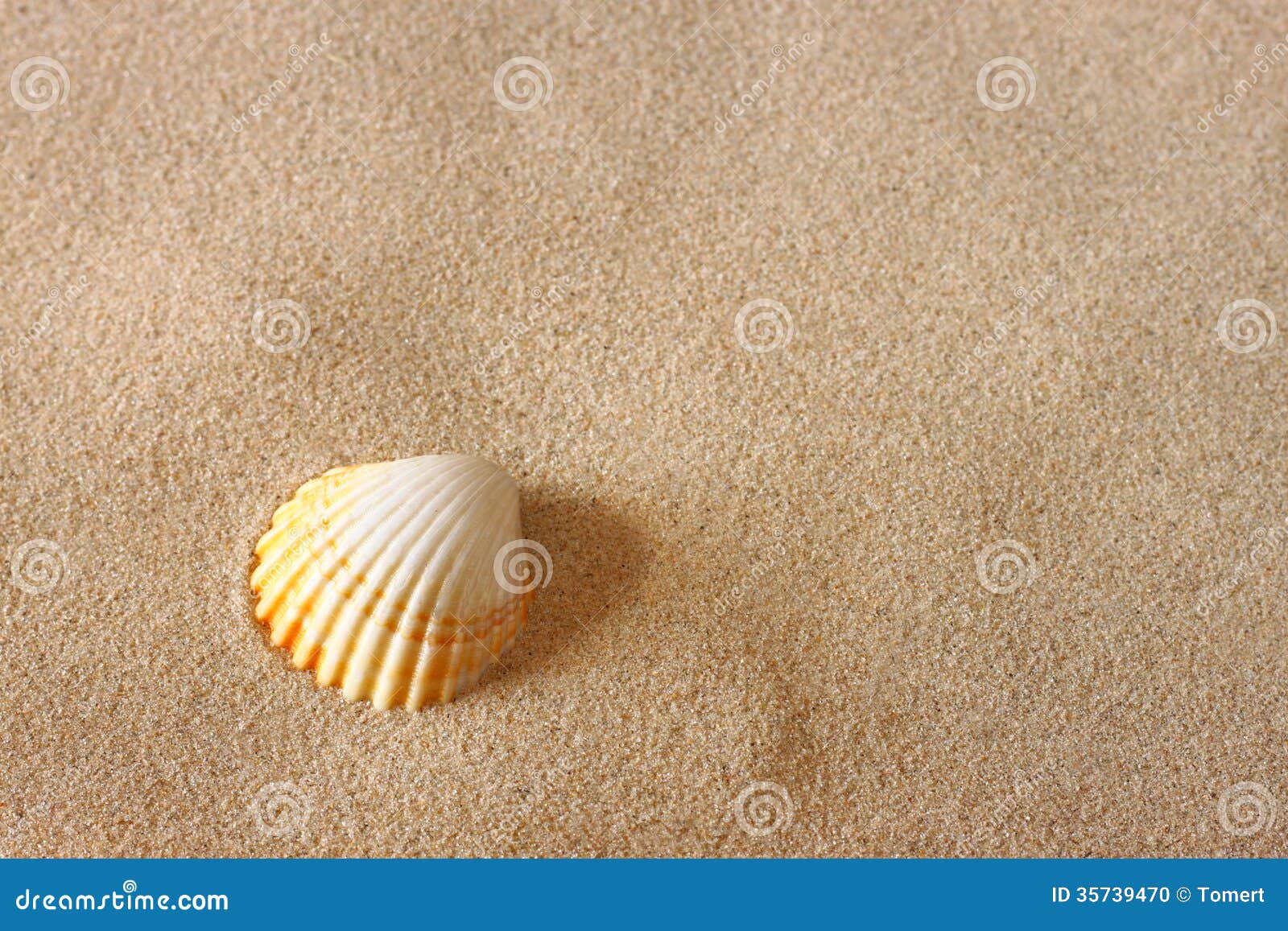 Seashell on beach sand stock photo. Image of seashell - 35739470