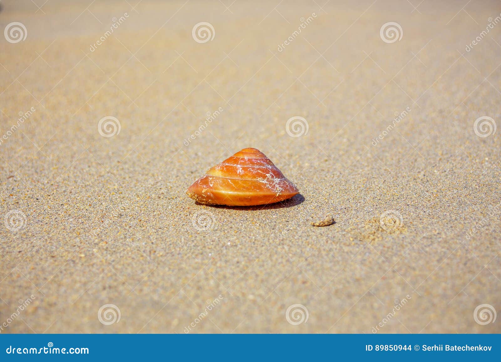 Seashell on the beach stock photo. Image of seashore - 89850944