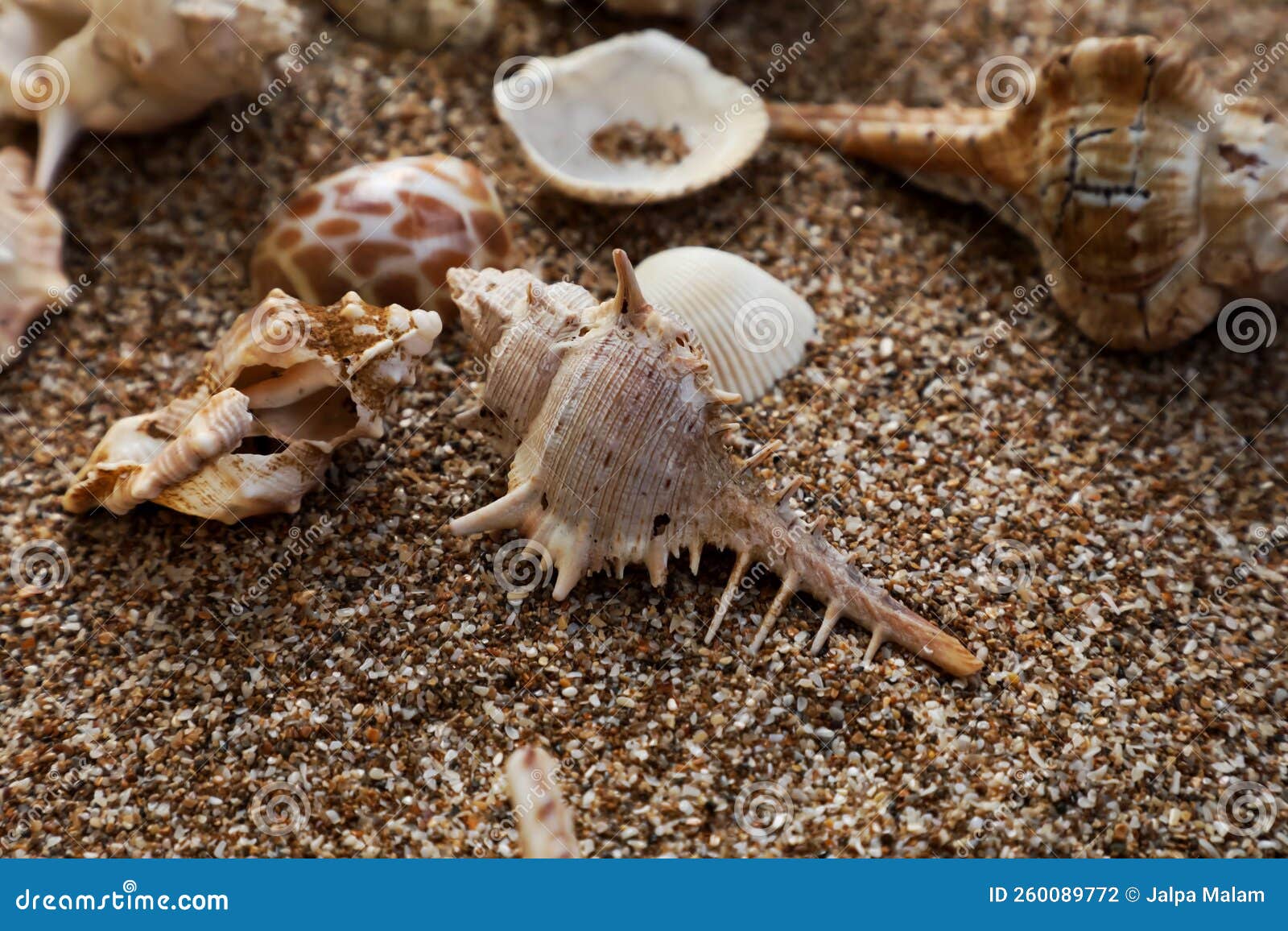 Seashell on the Beach. Seashell Closeup. Seashell Texture Background ...