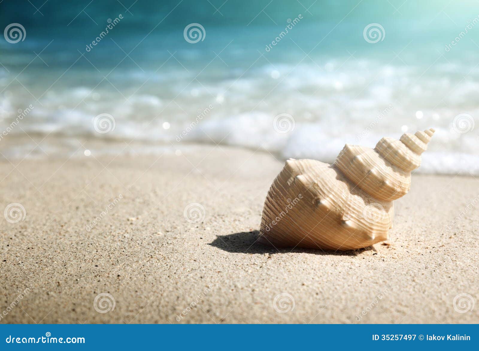 Seashell on the beach stock image. Image of coast, marine - 35257497