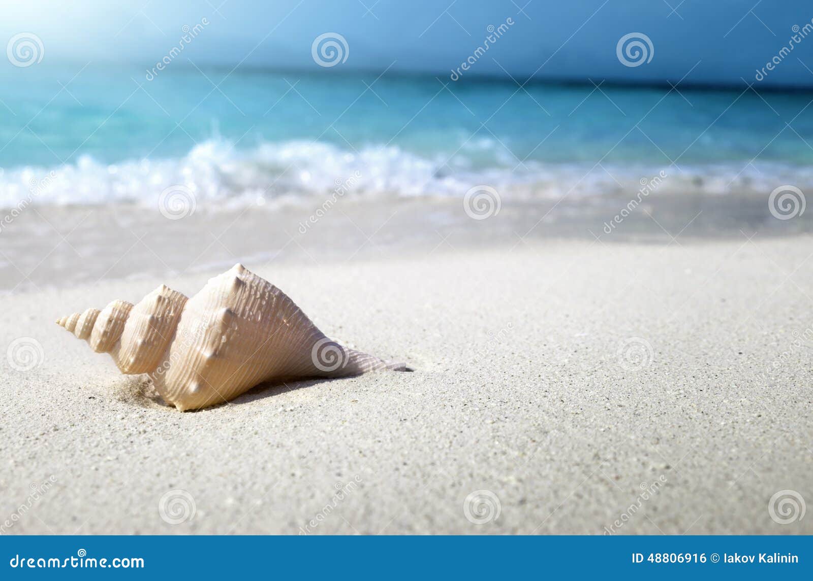Seashell on the beach stock photo. Image of seashell - 48806916