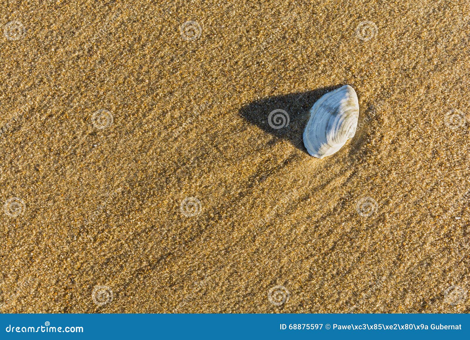 Shell Of Bivalve Mollusc Noah`s Ark Or Noah`s Arch Arca Noae Undersea ...