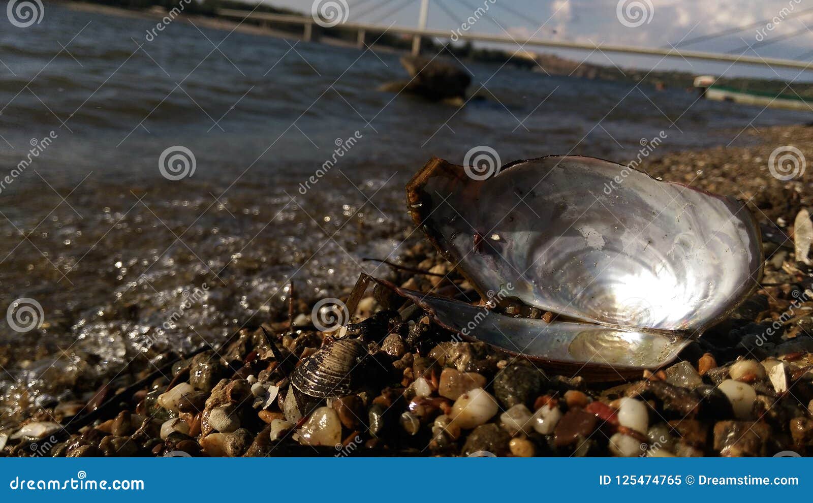 Seashell on the beach stock image. Image of seashell - 125474765