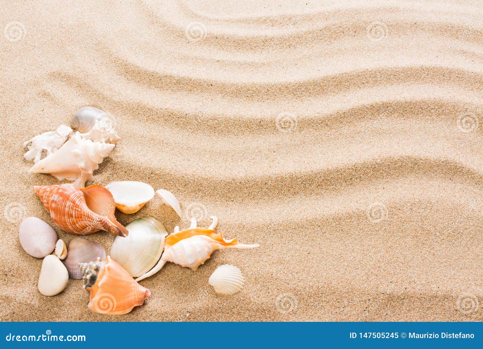 Seashell on the Beach. Summer Background with Hot Sand Stock Image ...