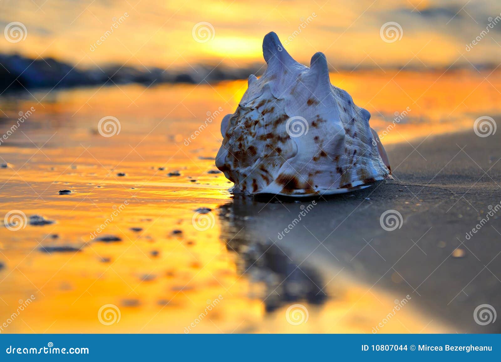 Seashell on the Beach at Sunset Stock Photo - Image of heavenly, orange ...