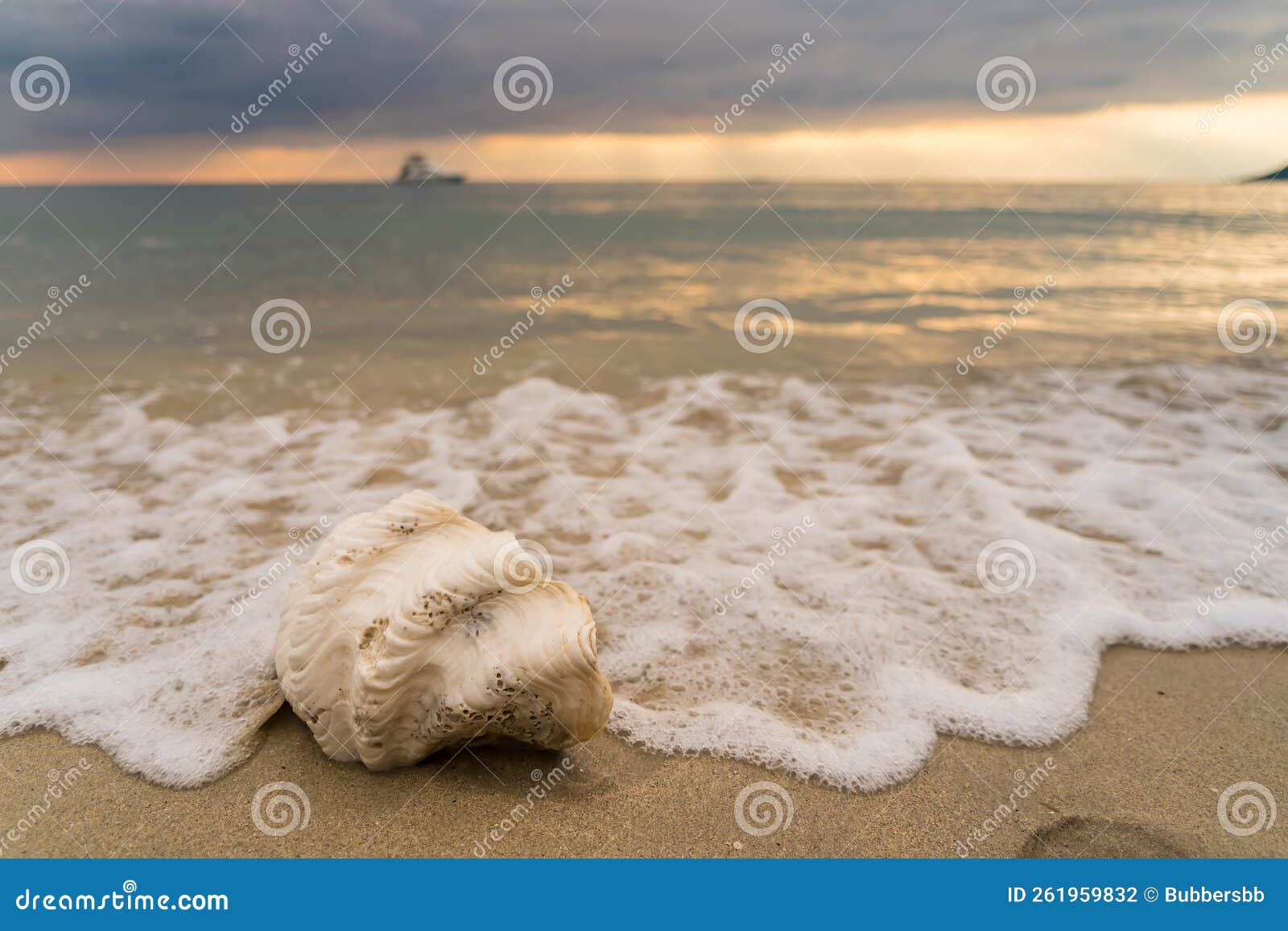 Seashell on the Beach at Sunset Time Stock Photo - Image of resort ...