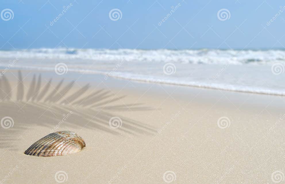 Seashell on Beach Under Palm Stock Image - Image of tidal, gulf: 5622009