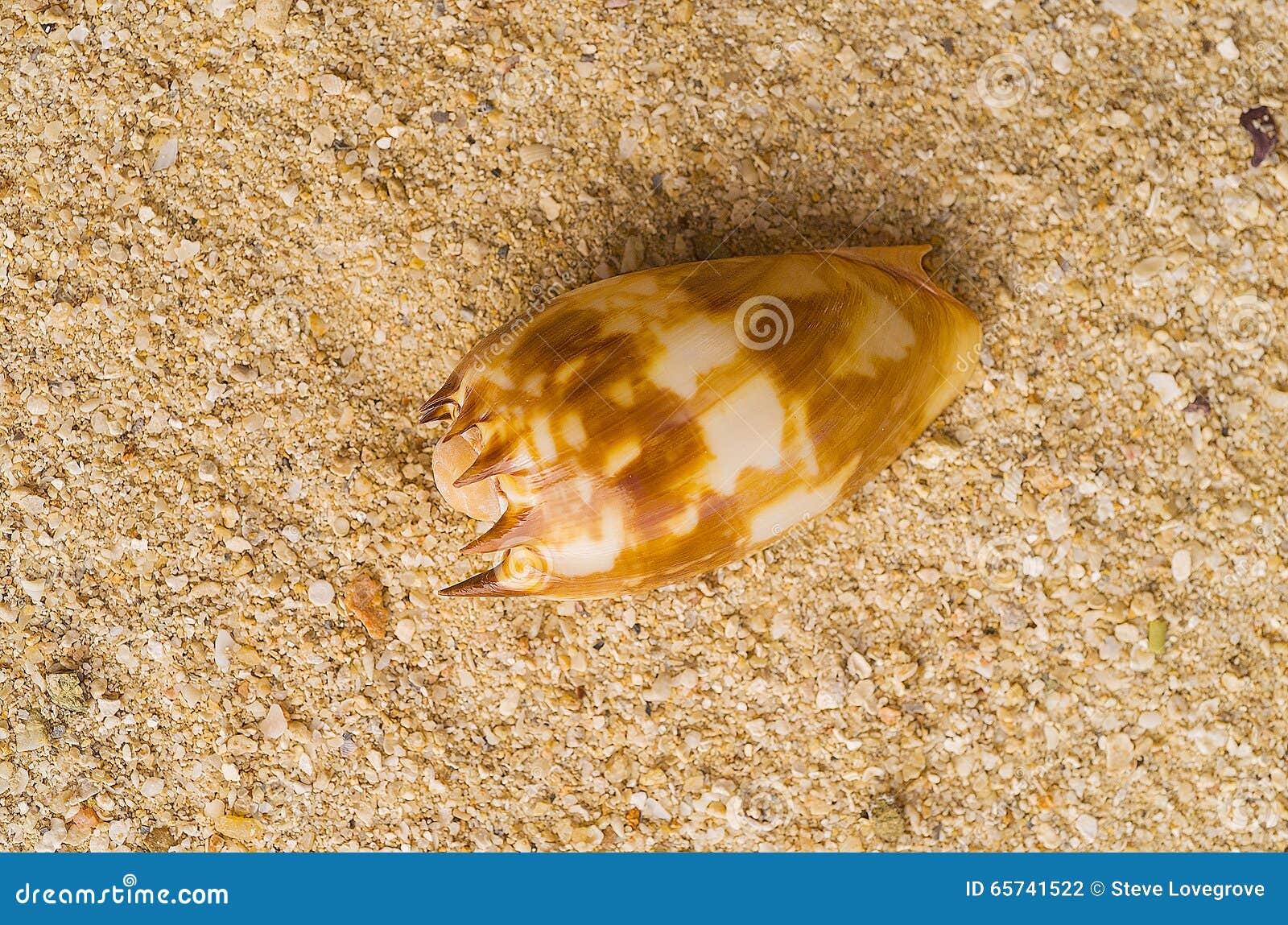 Seashell on beach stock photo. Image of beach, marine - 65741522