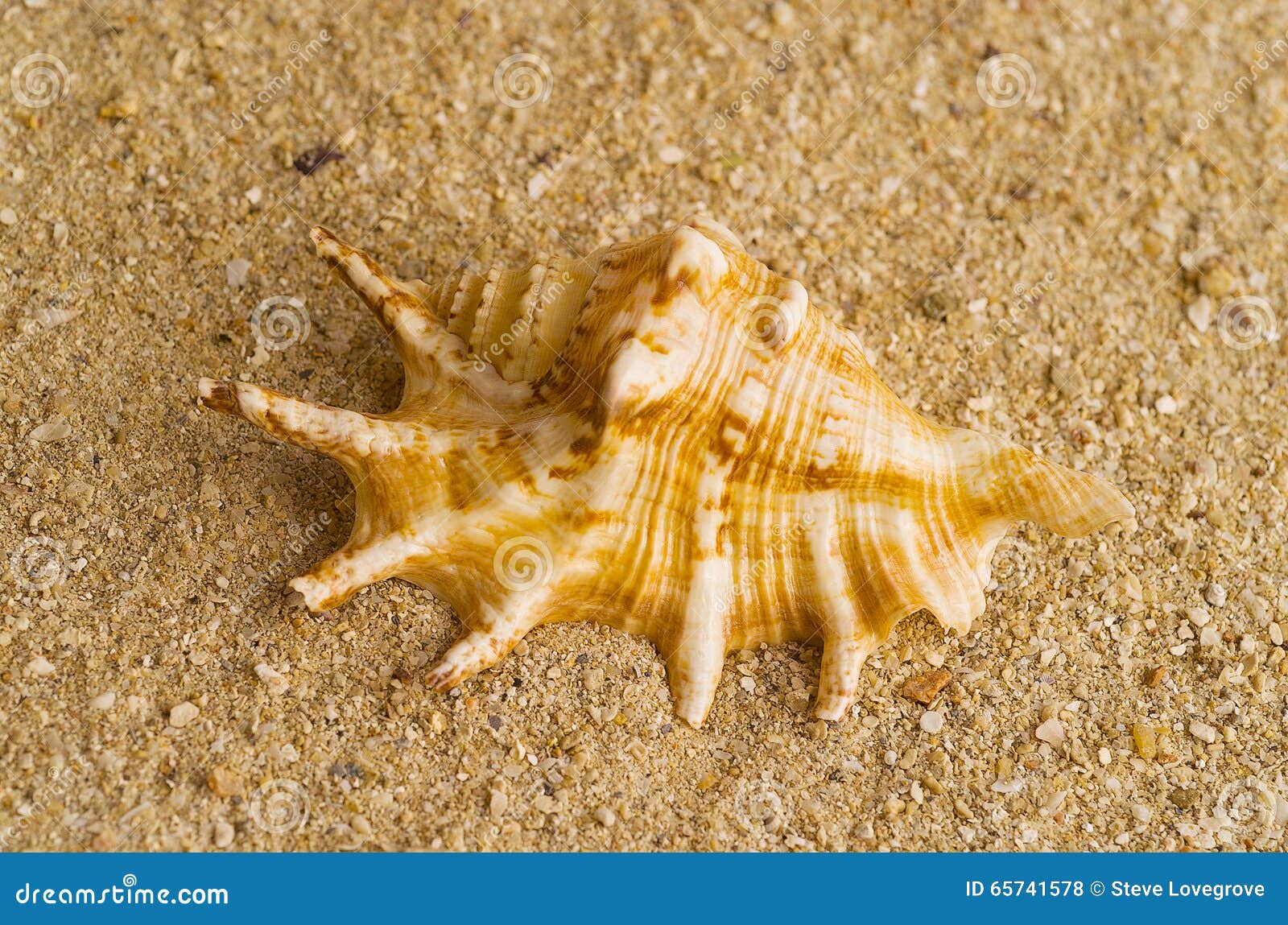 Seashell on beach stock photo. Image of nature, shore - 65741578