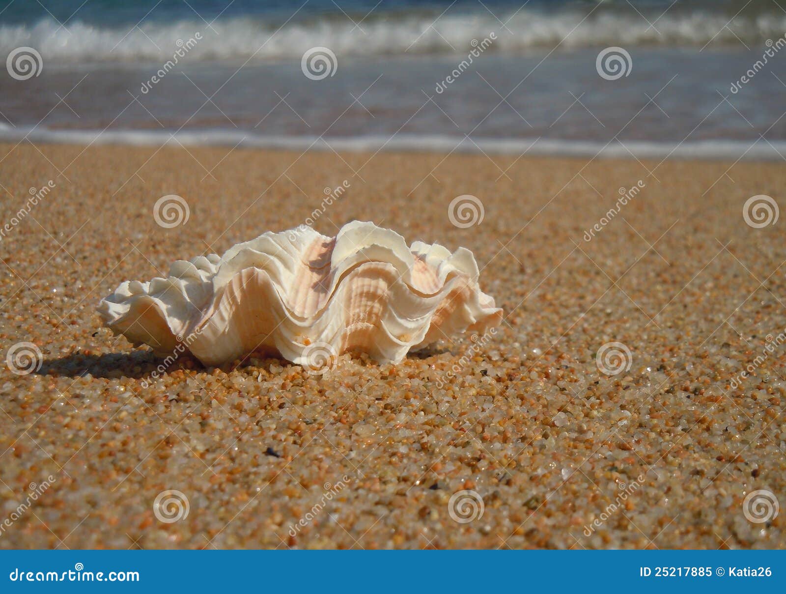 Seashell on Beach with Waves Stock Image - Image of positive, scallop ...