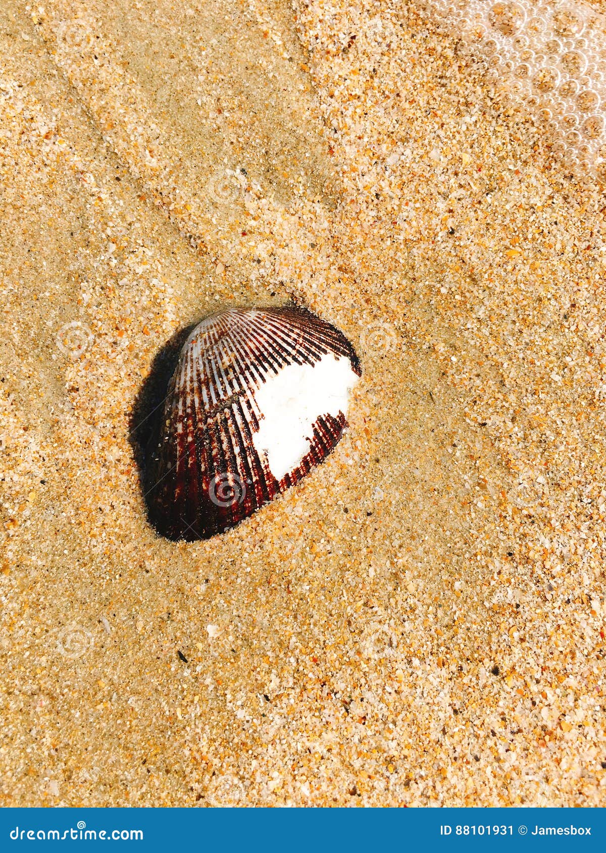 Seashell on the Beach with Yellow Sand Stock Image - Image of animal ...