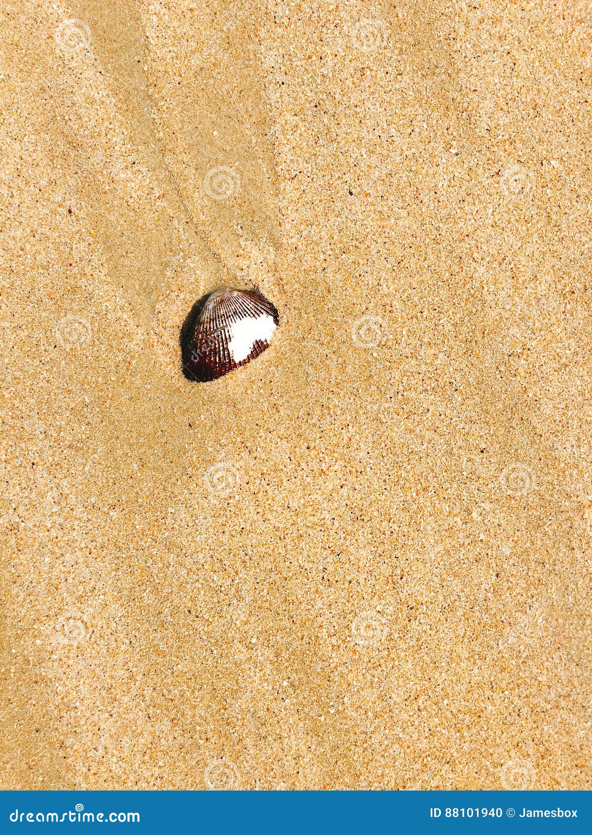 Seashell on the Beach with Yellow Sand Stock Photo - Image of marine ...