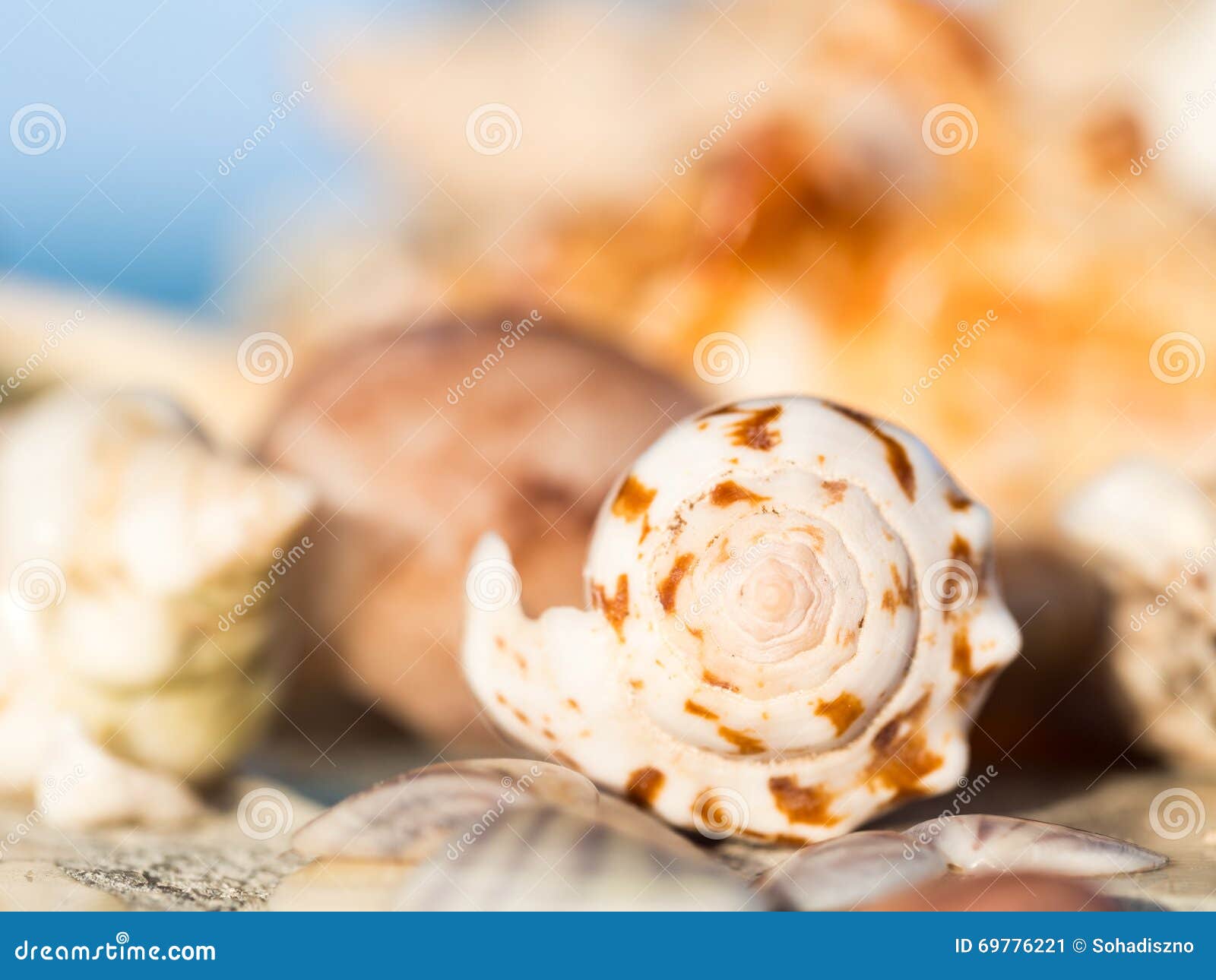 Seashell on a Beach on Zanzibar Stock Image - Image of orange, vacation ...