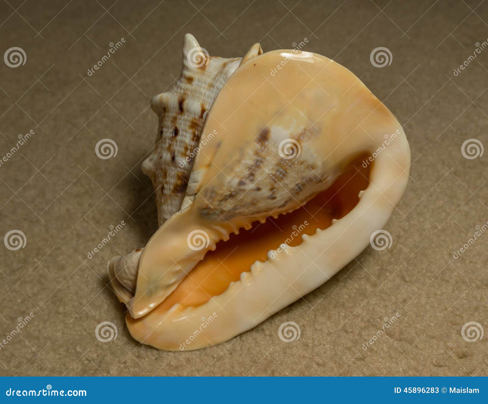 Seashell stock image. Image of pattern, invertebrate - 45896283
