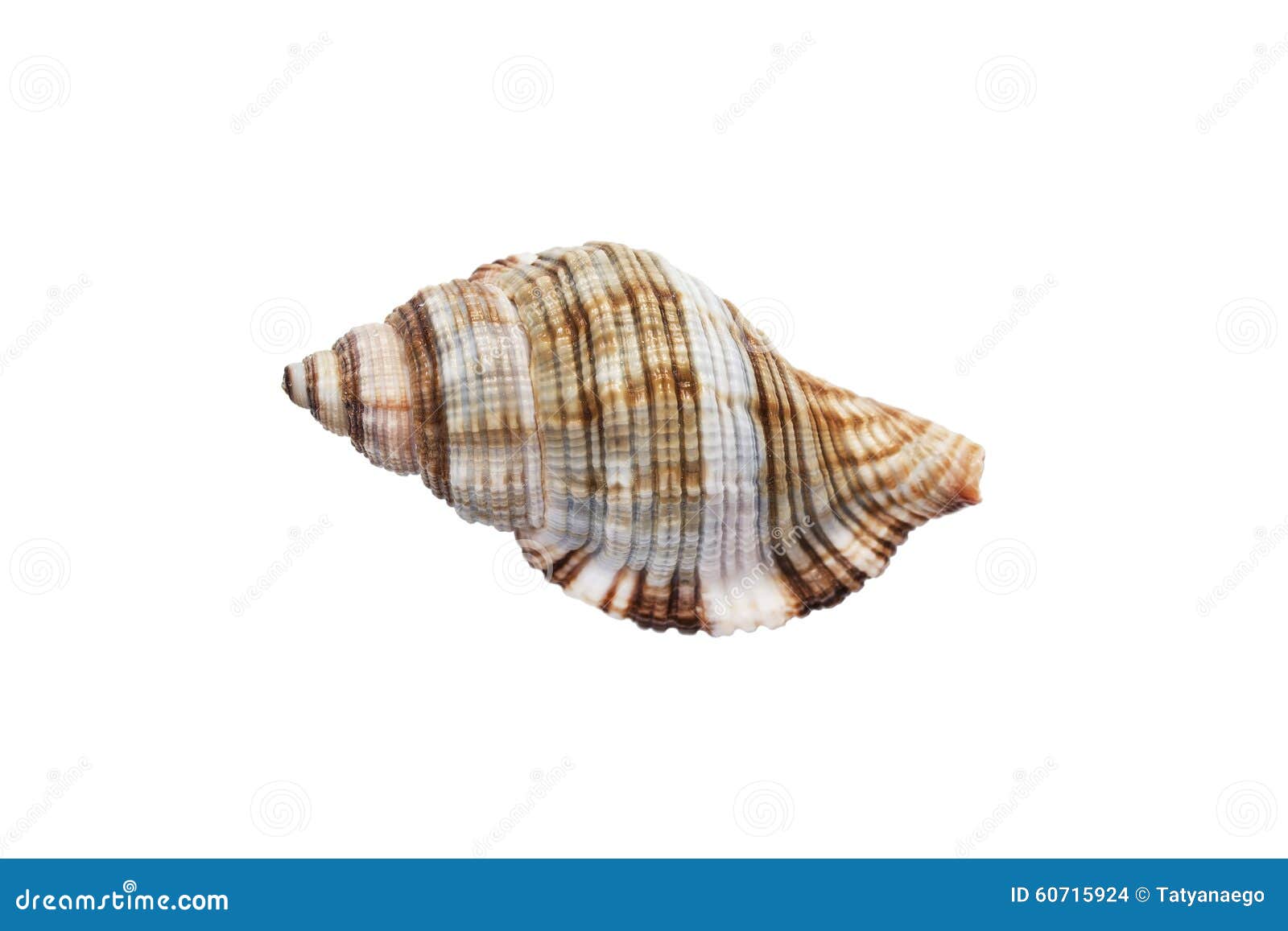 Seashell stock photo. Image of still, isolated, souvenir - 60715924