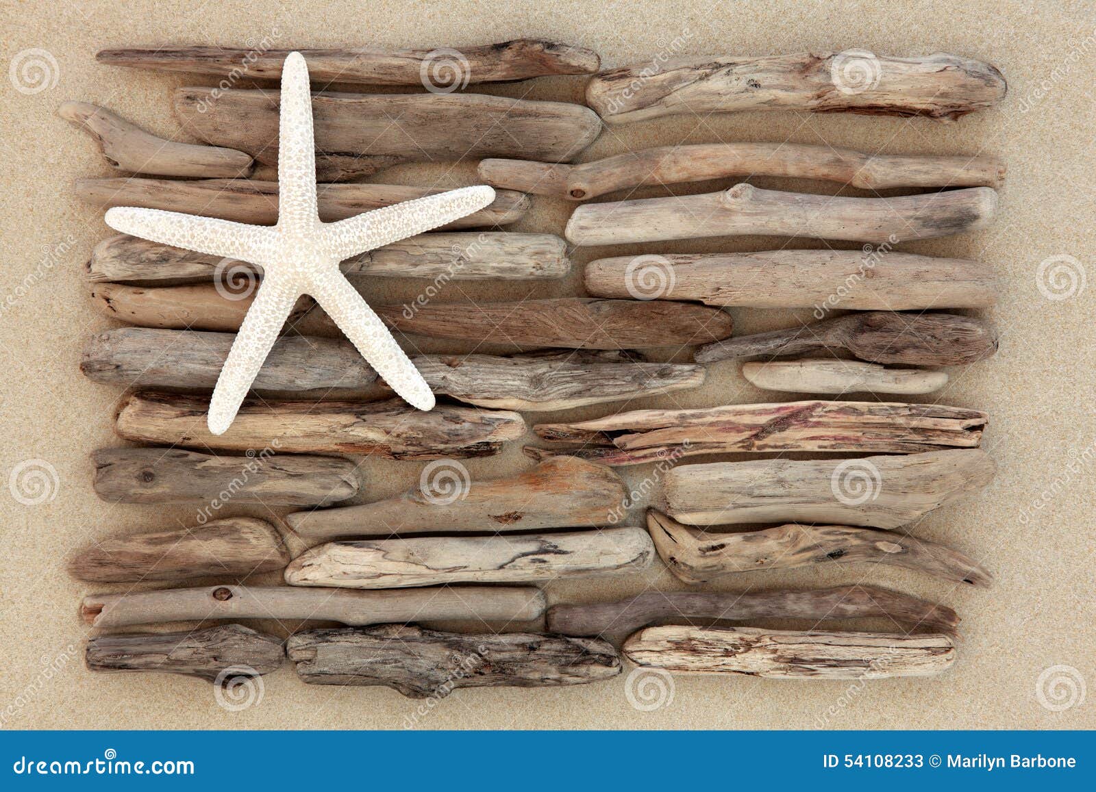 Seashell Beauty stock image. Image of alone, shel, driftwood - 54108233