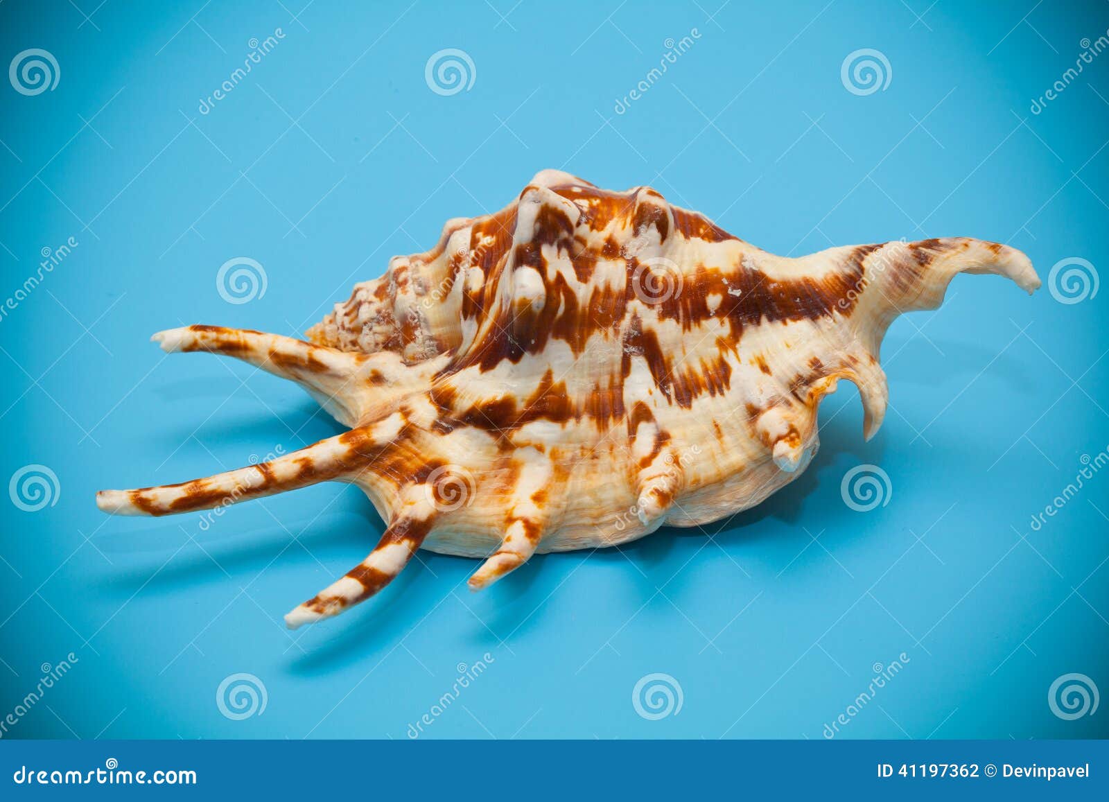 Seashell Beige with Brown Spots and Spikes Stock Photo - Image of beach ...