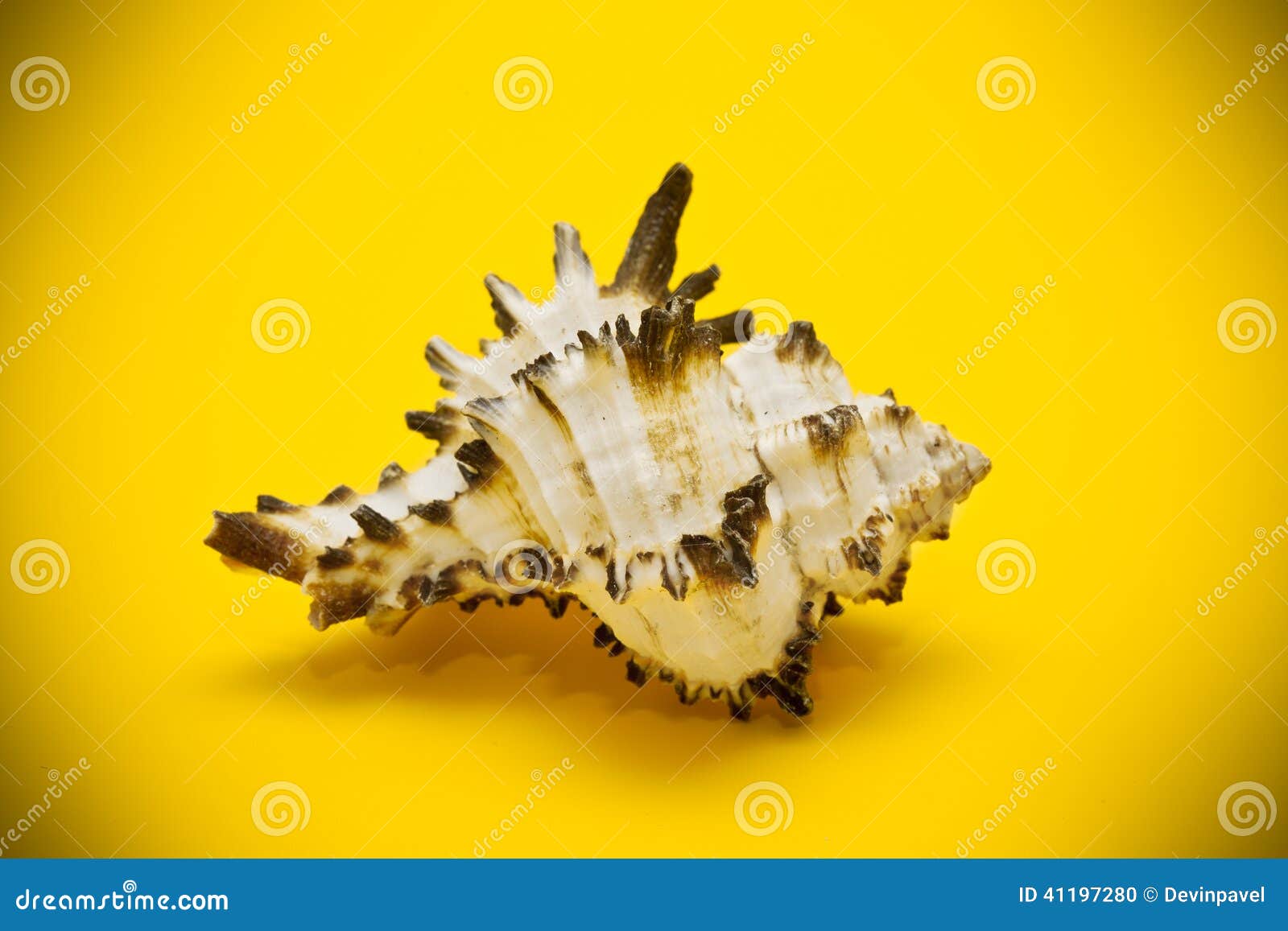 Seashell Beige with Brown Spots and Spikes Stock Photo - Image of ...