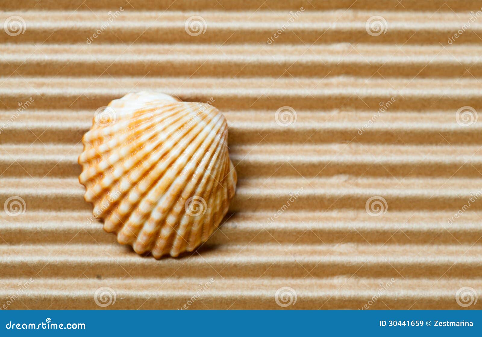 Seashell stock image. Image of ecology, detail, abstract - 30441659
