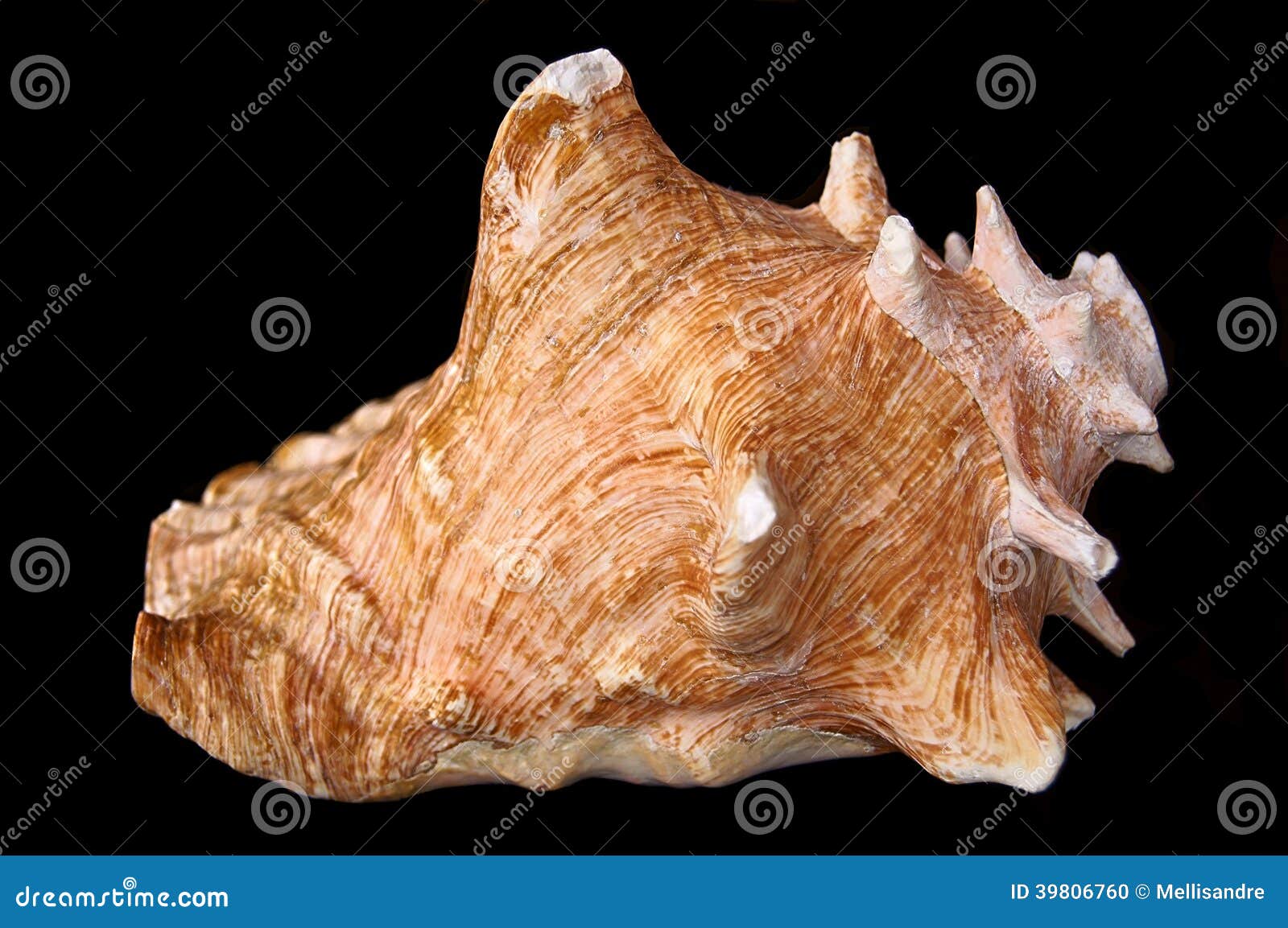 Seashell stock photo. Image of cracked, scratches, shabby - 39806760