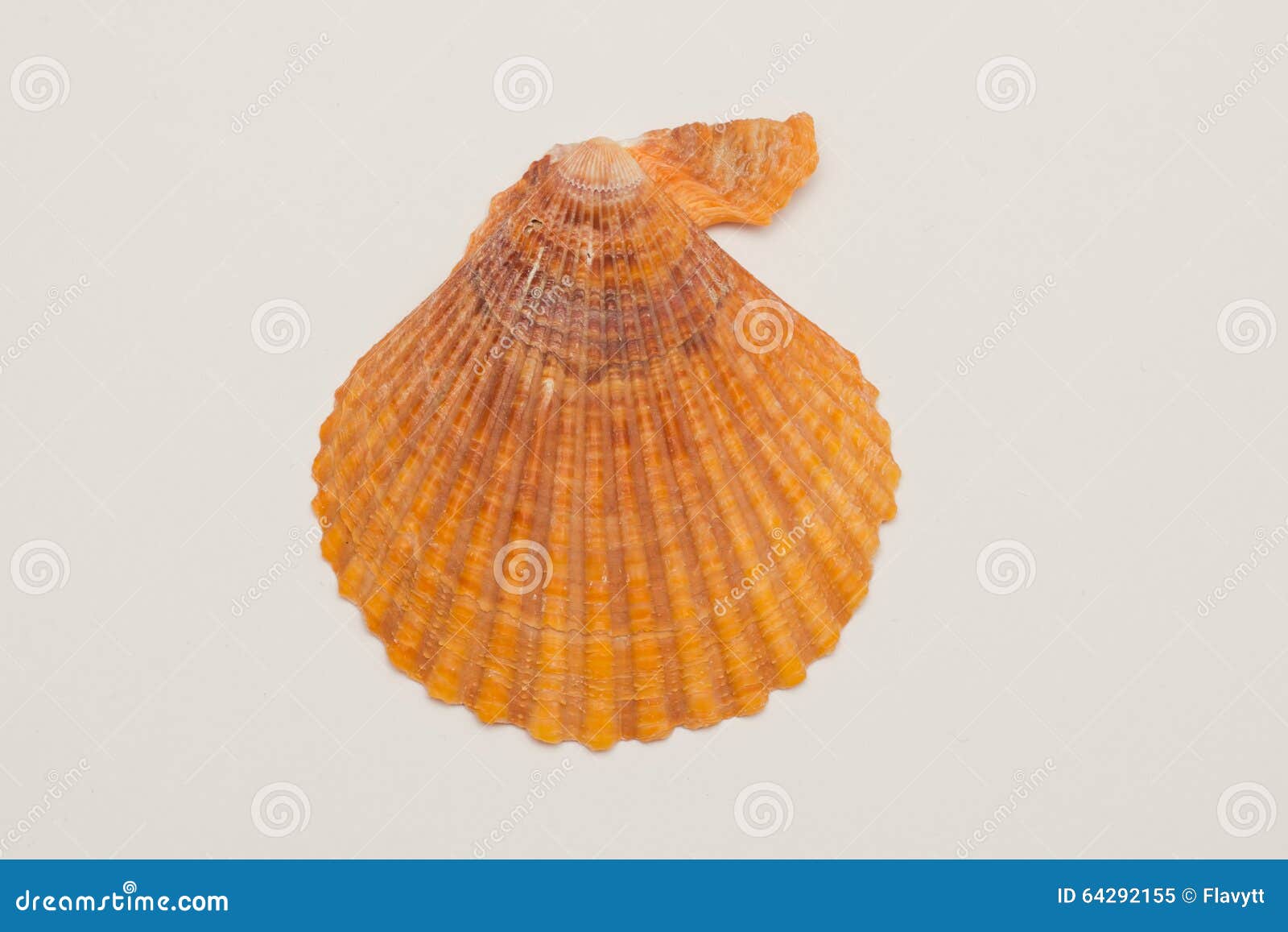 Seashell stock image. Image of marine, orange, shell - 64292155