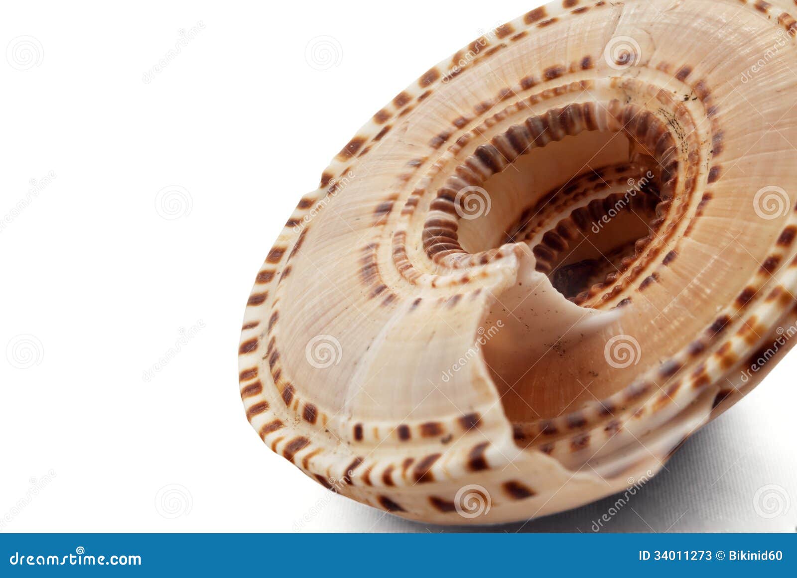Seashell. stock image. Image of beach, snail, spiral - 34011273