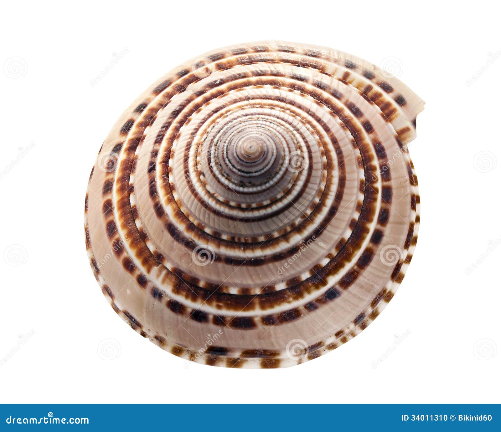 Seashell. stock photo. Image of cockleshell, unique, beauty - 34011310