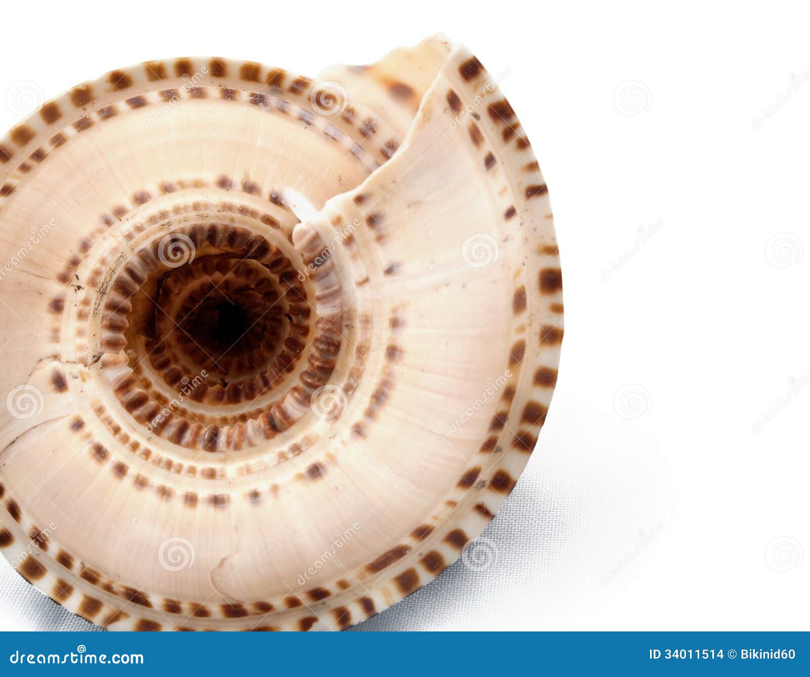 Seashell. stock photo. Image of beach, summer, mollusk - 34011514