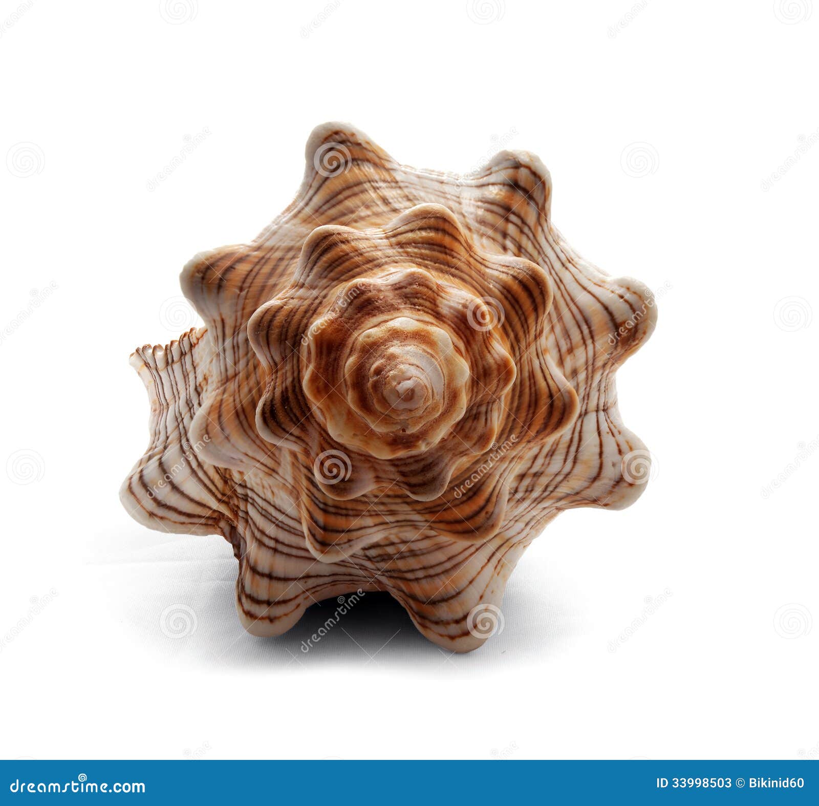 Seashell. stock image. Image of shape, nature, detail - 33998503