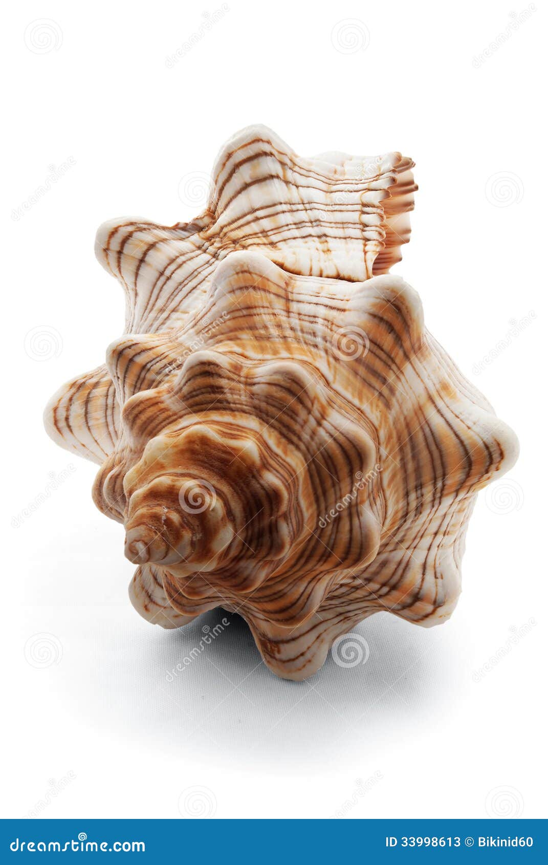 Seashell. stock image. Image of spiral, marine, life - 33998613