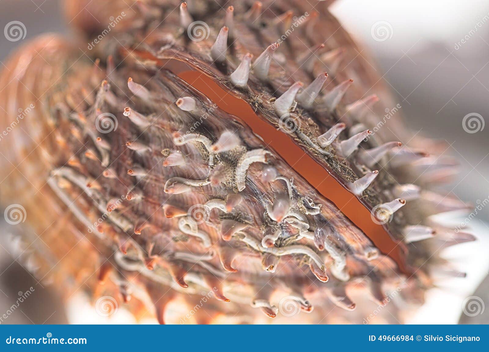 Seashell Of Bivalve Mollusc Blue Mussel Or Common Mussel Mytilus Edulis ...