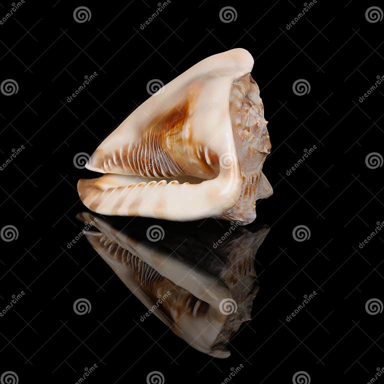 Seashell on black stock photo. Image of reflection, isolated - 23539860